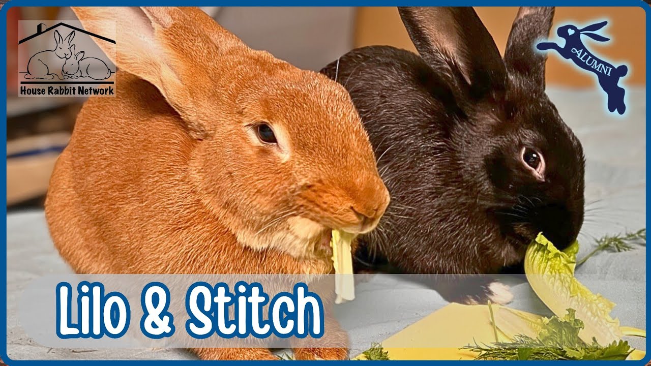 House Rabbit Network's Lilo & Stitch - YouTube