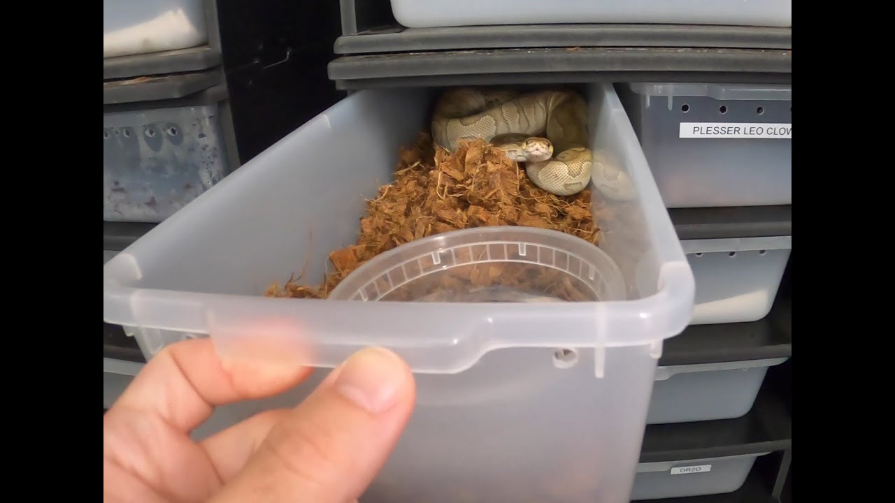 VLOG 25 - MY SNAKE IS MISSING! WHAT TO DO WHEN YOUR SNAKE GETS LOOSE ...