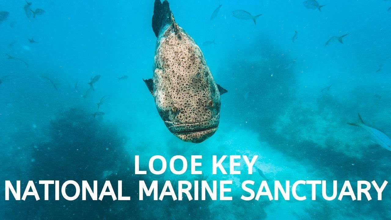 Diving LOOE KEY Nat'l Marine Sanctuary, FLORIDA KEYS - YouTube