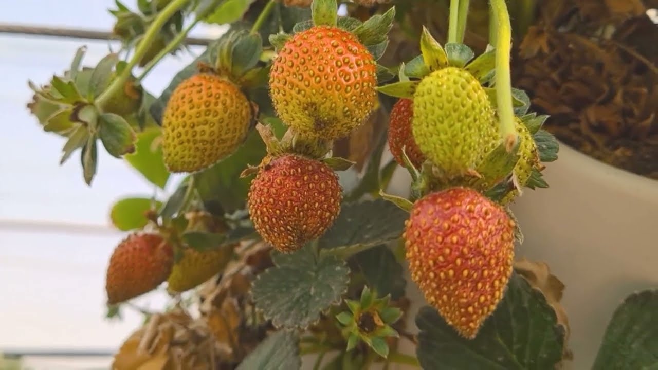 STRAWBERRY FARM IN RIYADH - STRAWBERRY LAKE, AL KARJ ROAD, RIYADH, KSA ...
