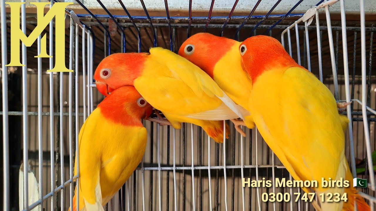 Green opa & Lotino fisheri working Lotino opaline - YouTube