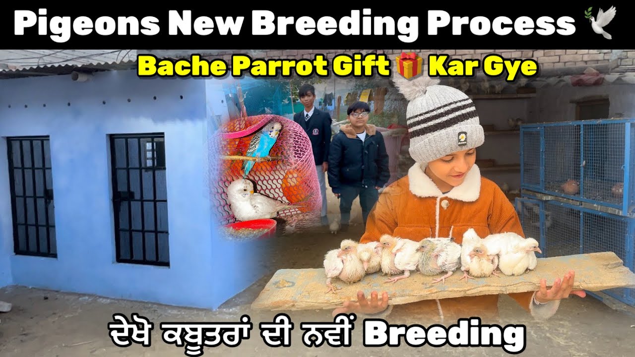 Pigeons Breeding Process Breeding Process Parrots pigeons-breeding-process-breeding-process-parrots