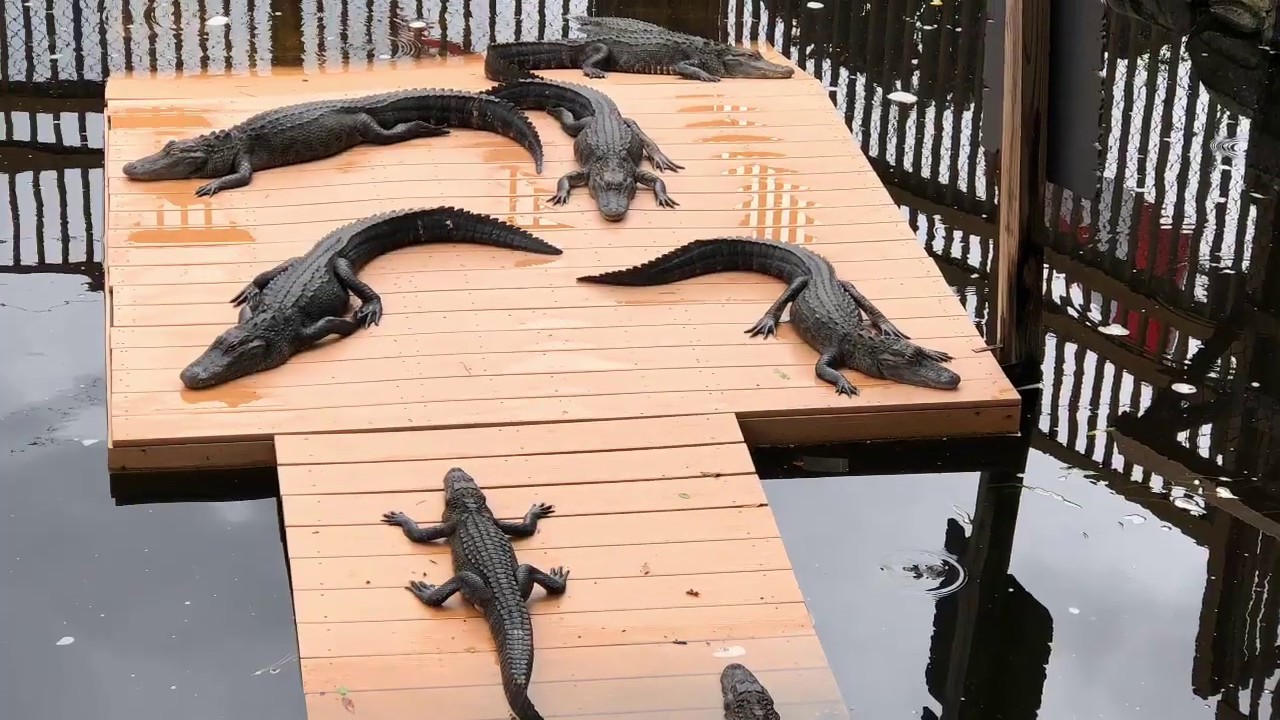 SWFL! Feeding Baby Alligators At A Mini Golf Course! Ft. Myers, Florida ...