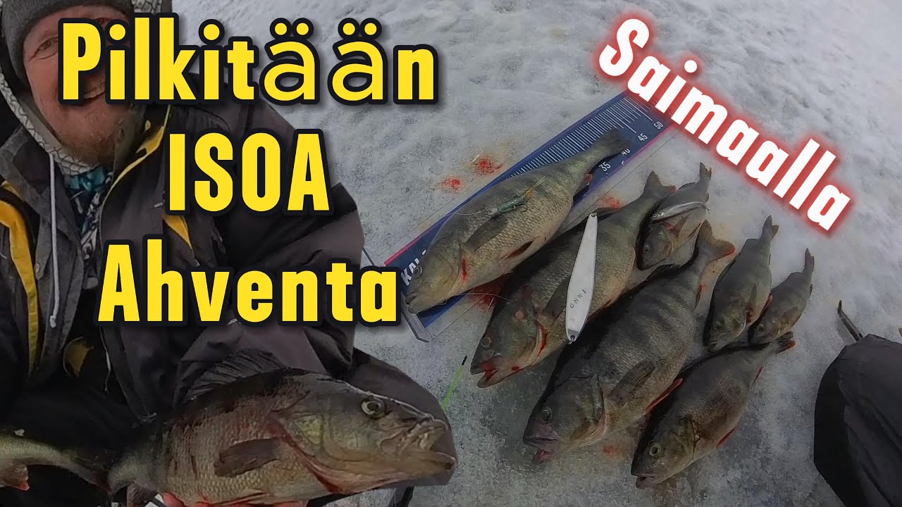 Isoa Ahventa Saimaalta pilkillä 26.2.2025 - YouTube