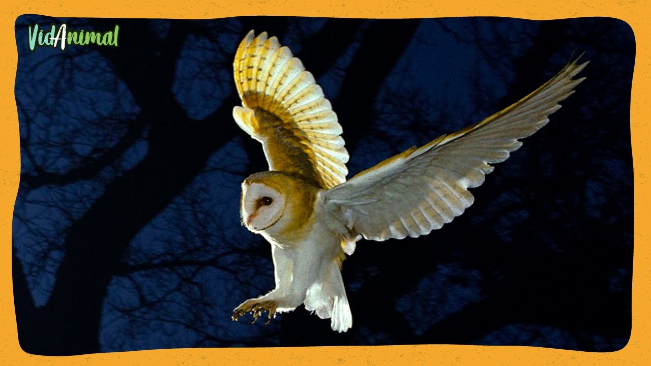 TODO SOBRE la LECHUZA: La reina de la noche. - YouTube