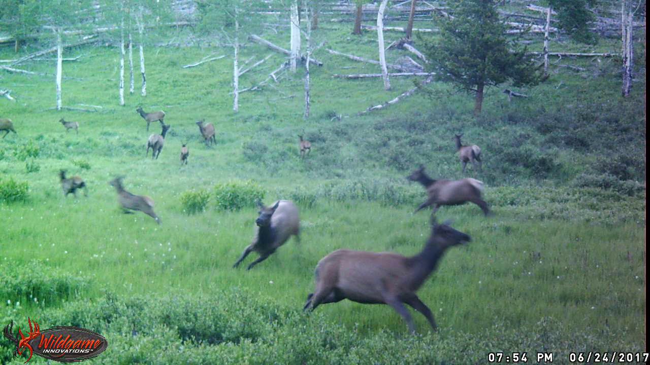 Elk Herd Running - YouTube