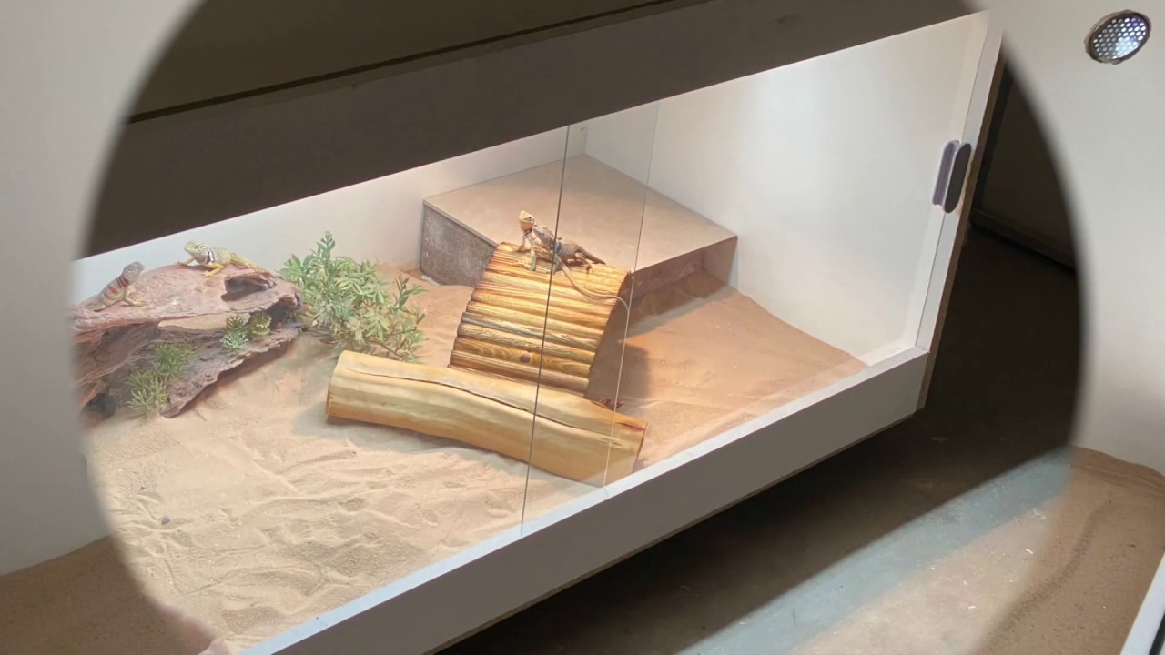 NEW BREEDING PROJECT - YouTube