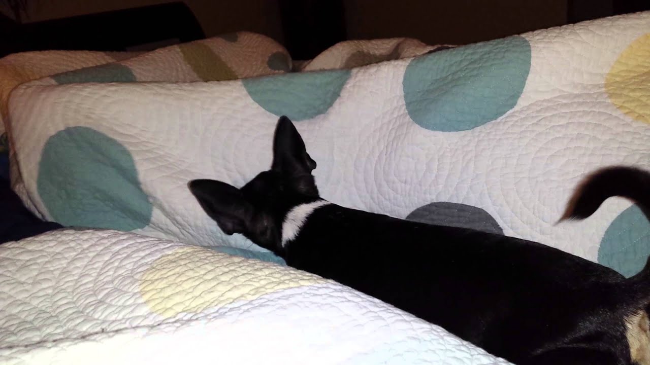 Verona and Giovoni play blanket monster - YouTube