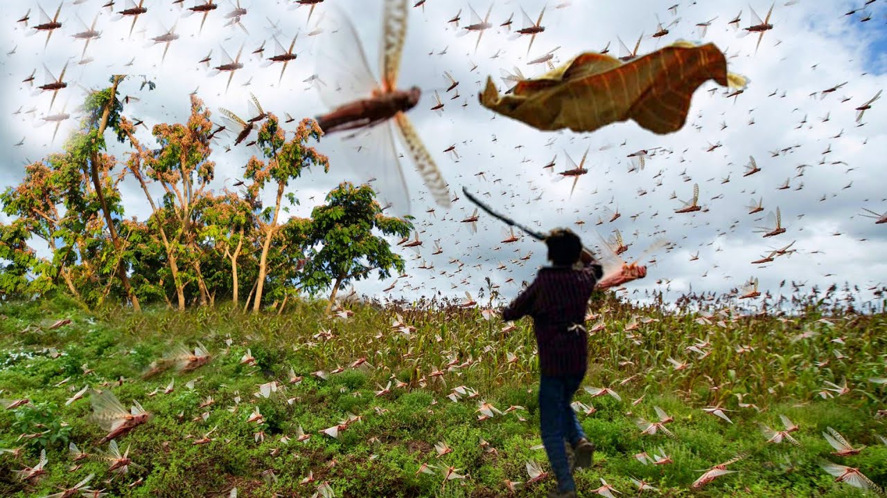Tiddi Dal In Punjab Village | Worst Locust Attack In Pakistan - YouTube