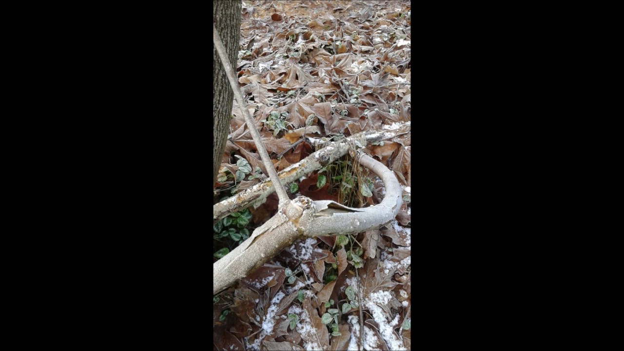 The Glowing Bigfoot Hand - YouTube