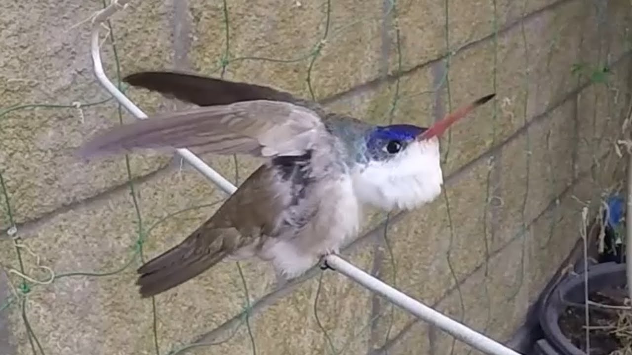 Colibrí corona violeta #birds #colibri #hummingbird #nature - YouTube