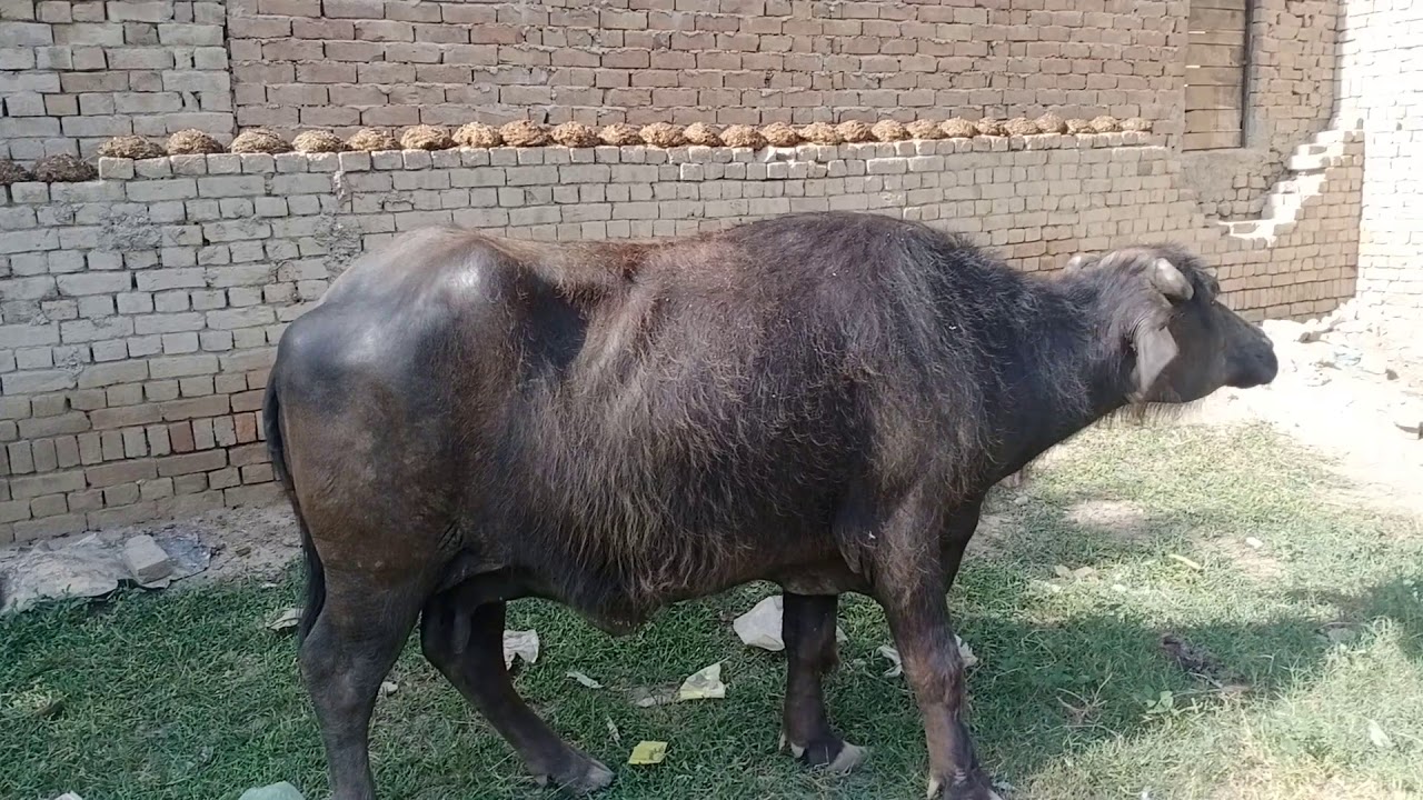 Watch nili ravi buffalo for sale in punjab Pakistan on YouTube - YouTube