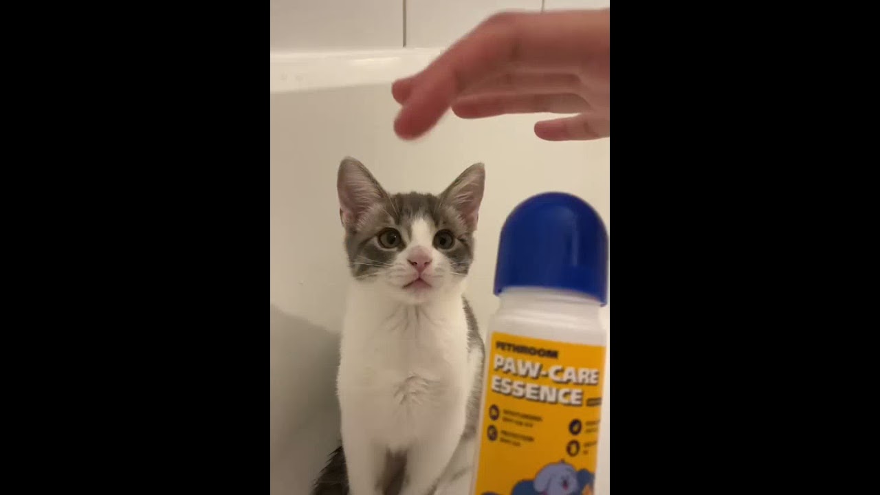 Cat takes a spa 😸 - funny cat loves to bath 😂 - YouTube