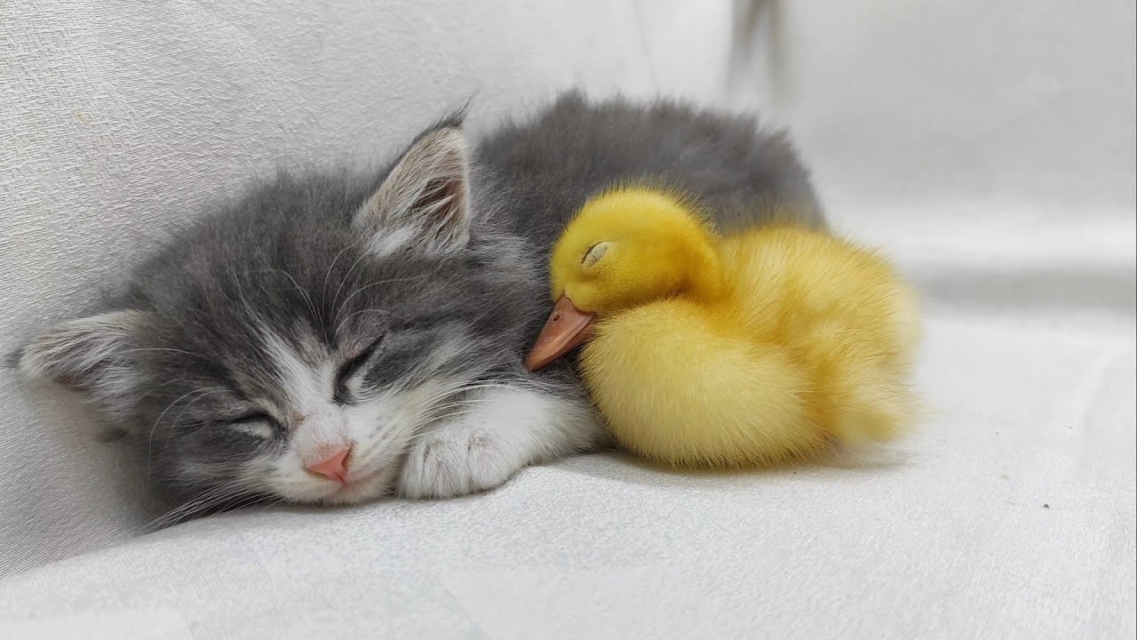A cute kitten and a duckling are resting together🥰😍 - YouTube
