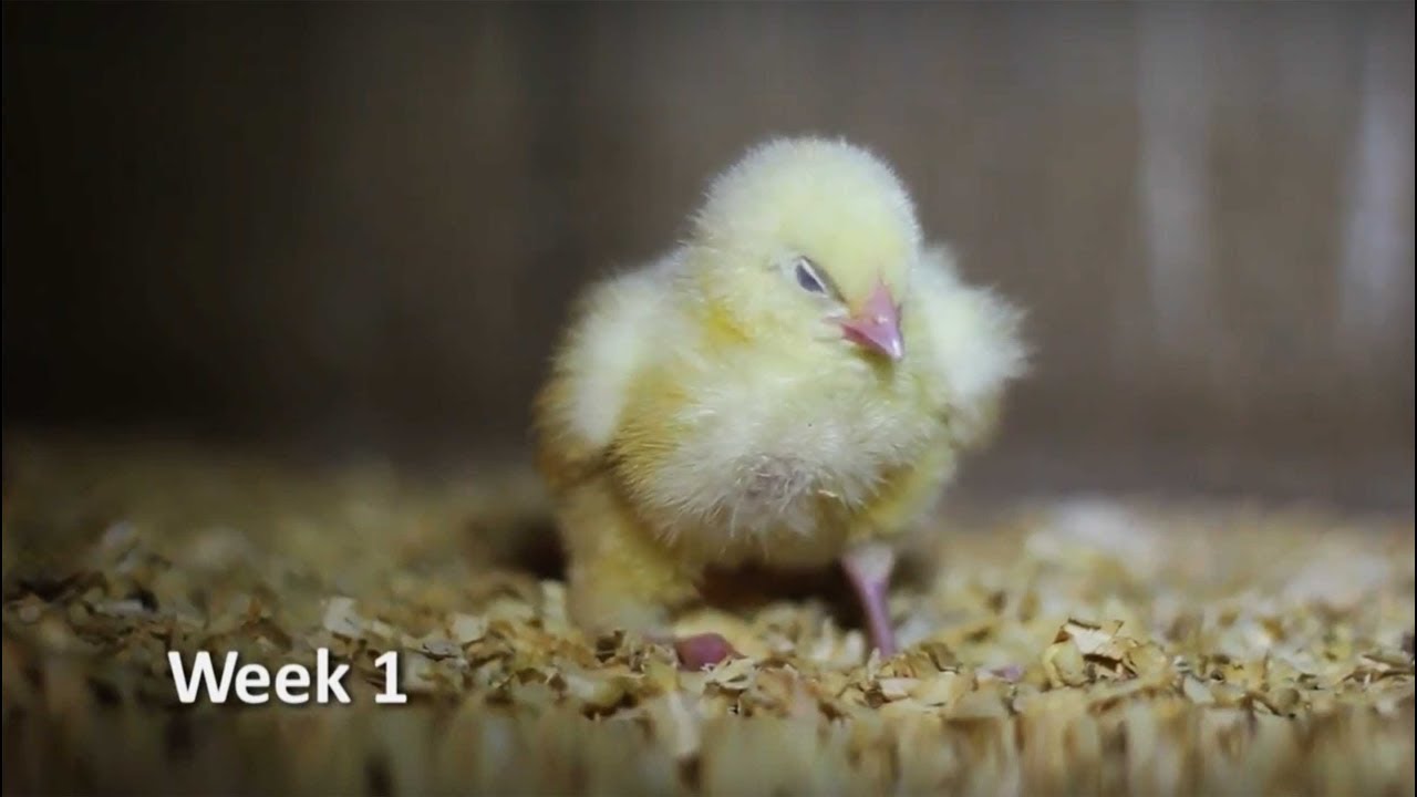 Chicken Growth in 5 Weeks - YouTube