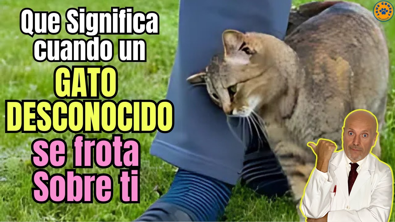 💝 ¿QUE SIGNIFICA QUE UN GATO DESCONOCIDO SE FROTE SOBRE TI? 💝 - YouTube
