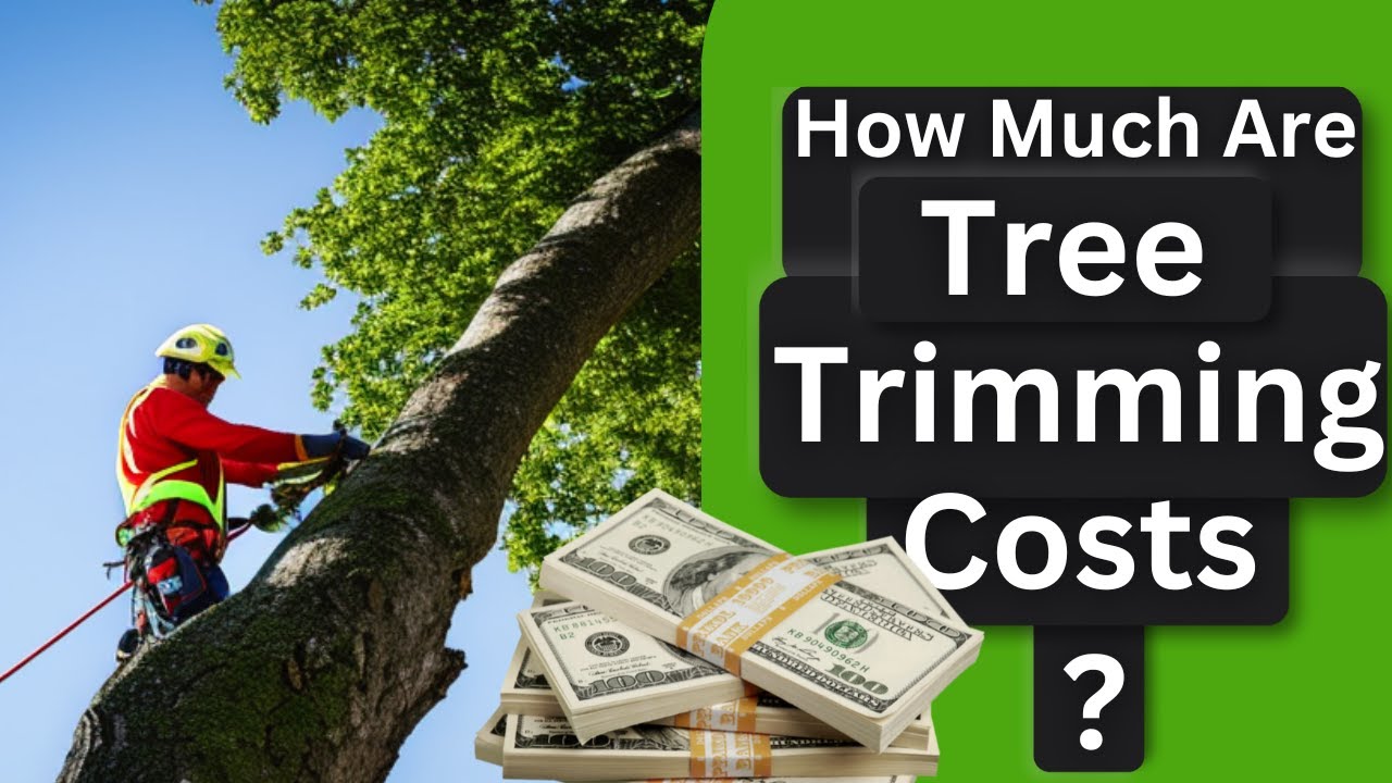 How Much Does Tree Trimming Cost Find Out YouTube how-much-does-tree-trimming-cost-find-out-youtube