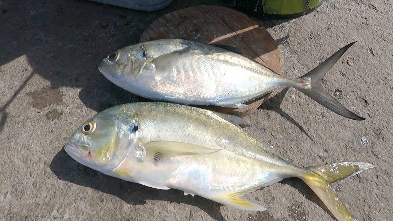 Jacks on the Jetty (Jack Crevalle and Blue runner) 🇯🇲 - YouTube