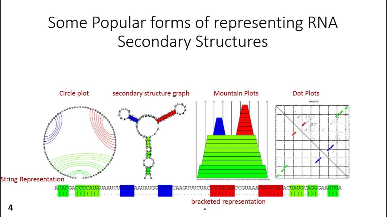 RNA structure prediction- nussinov jacobson algorithm - YouTube