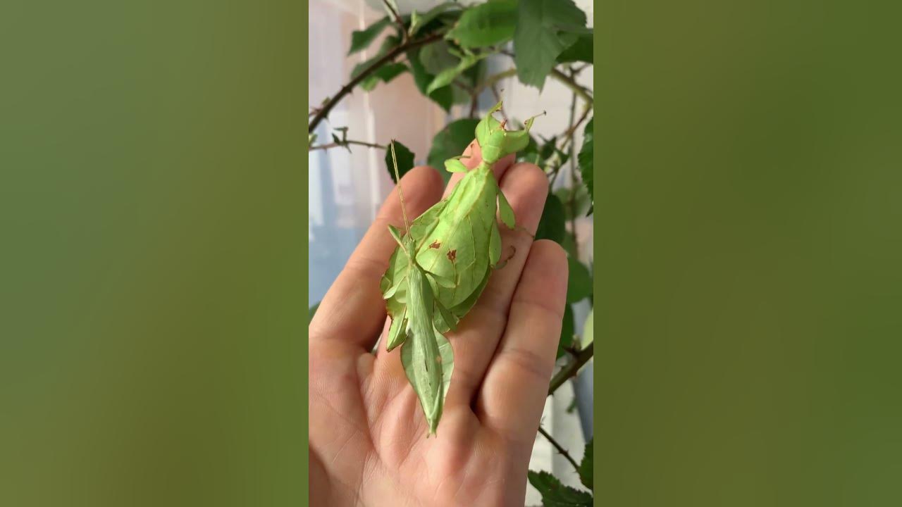 Leaf insect from Java Phyllium gardabagusi Mt. Agropuro. - YouTube