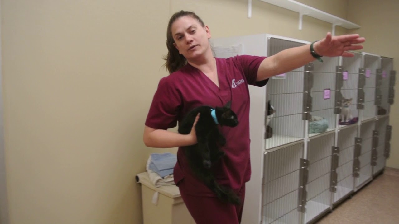 cat ward tour - YouTube