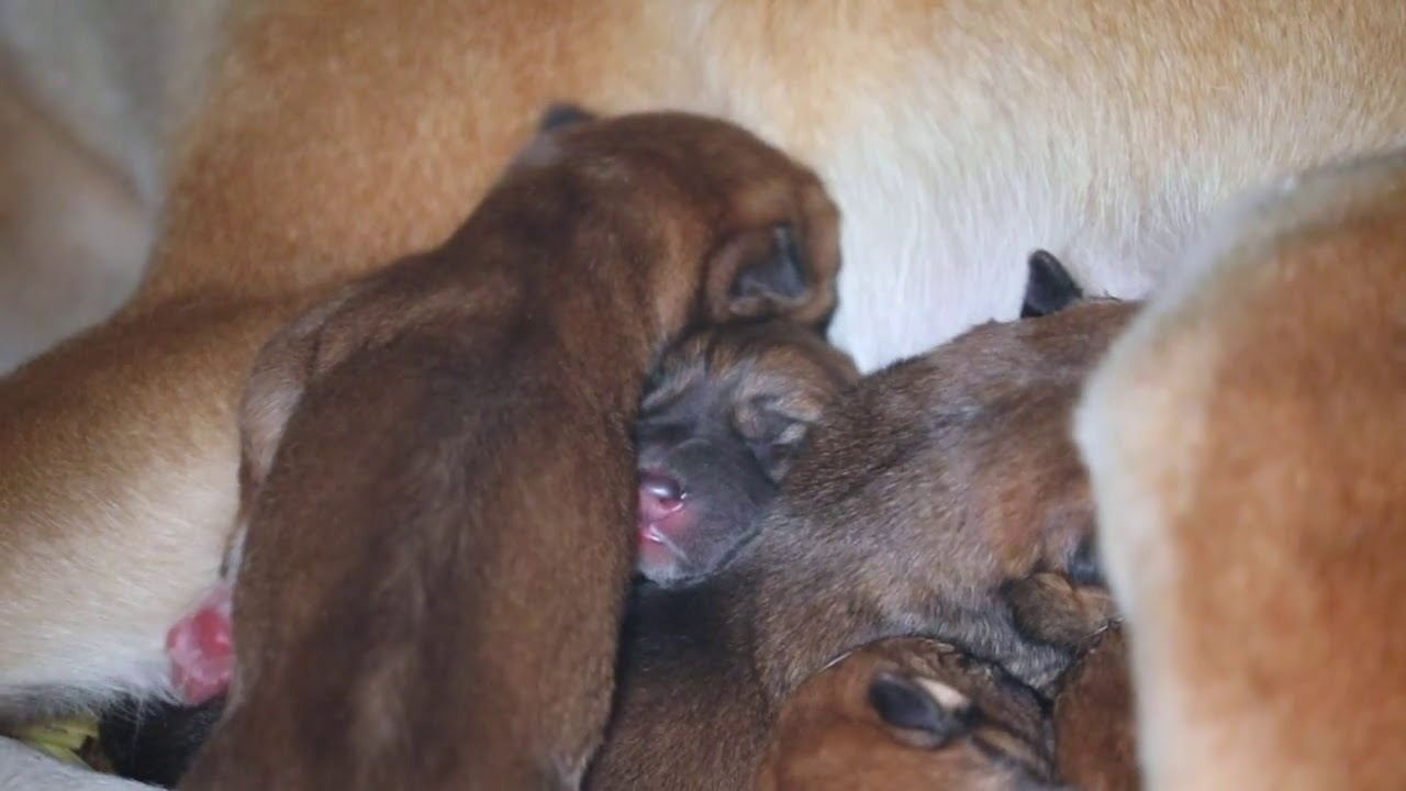 SIX DINGO PUPPIES BORN! - YouTube