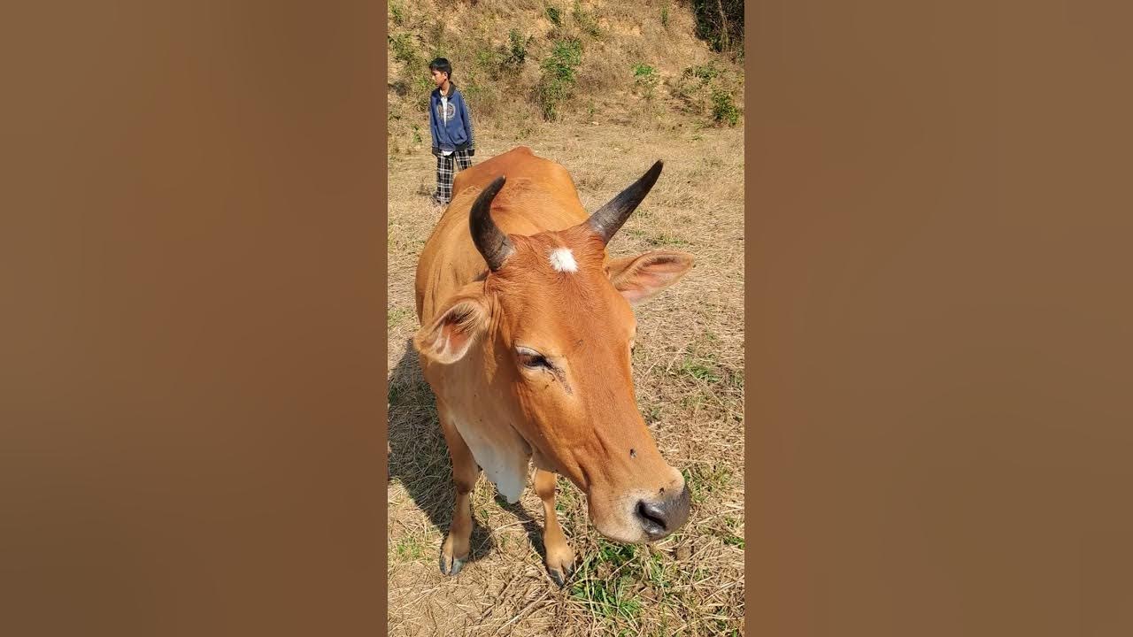 hnub no mus saib nyuj os - YouTube