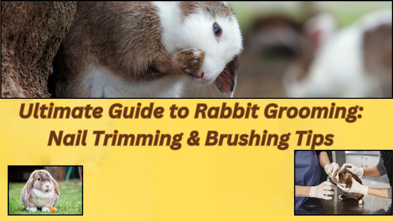 "Ultimate Guide to Rabbit Grooming: Nail Trimming & Brushing Tips,# ...
