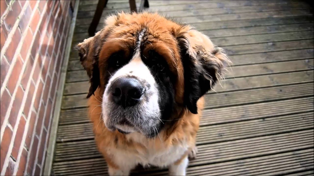 St Bernard - Pork pie Lunch - YouTube