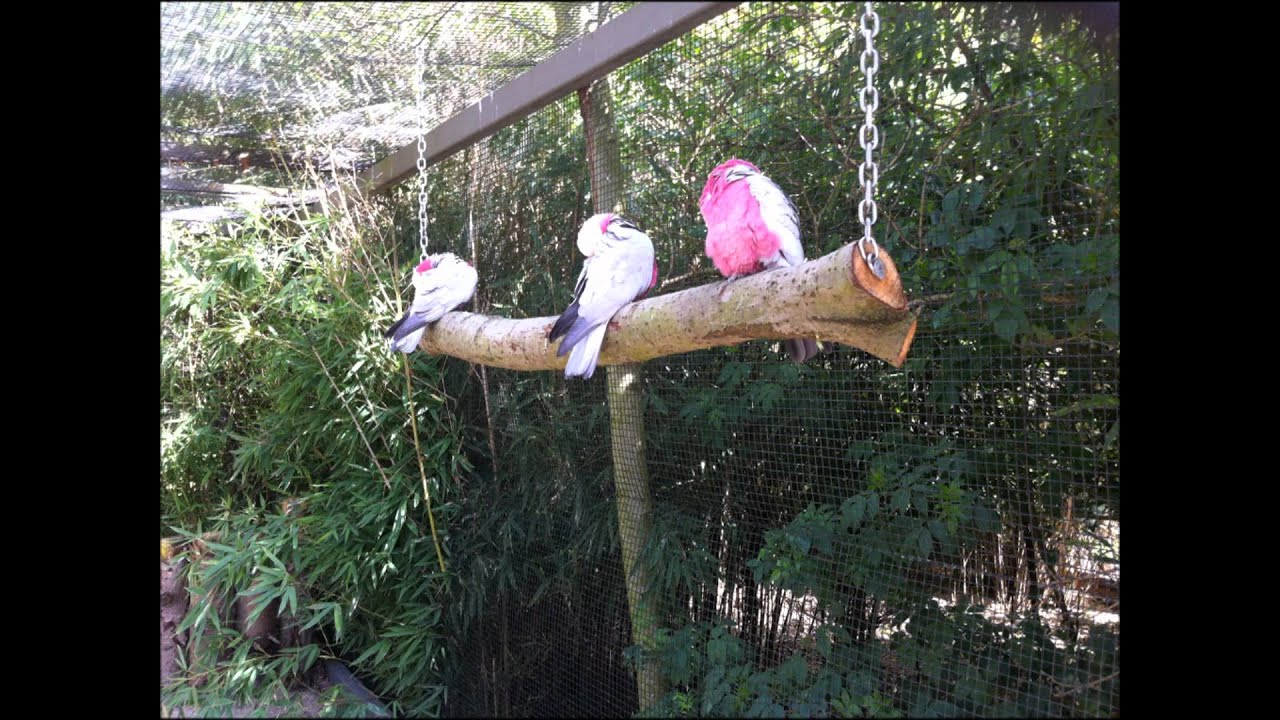 video des animaux du zoo du PARADISIO faite par Josiane de Calais - YouTube