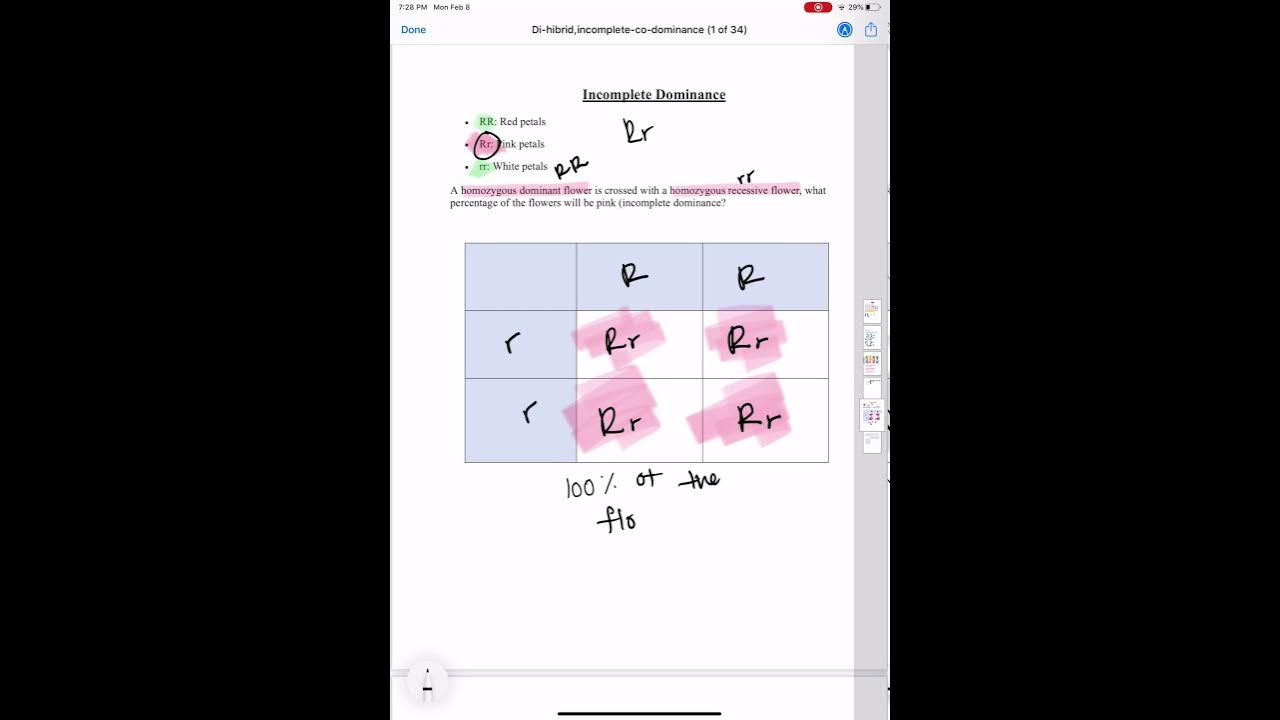 Incomplete Dominance and Codominance Punnett Square - YouTube