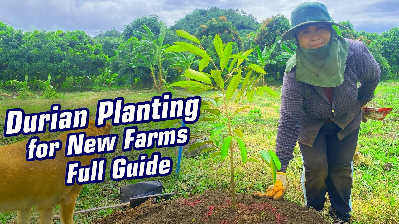 Durian Planting Guide for New Farms in Cambodia - YouTube