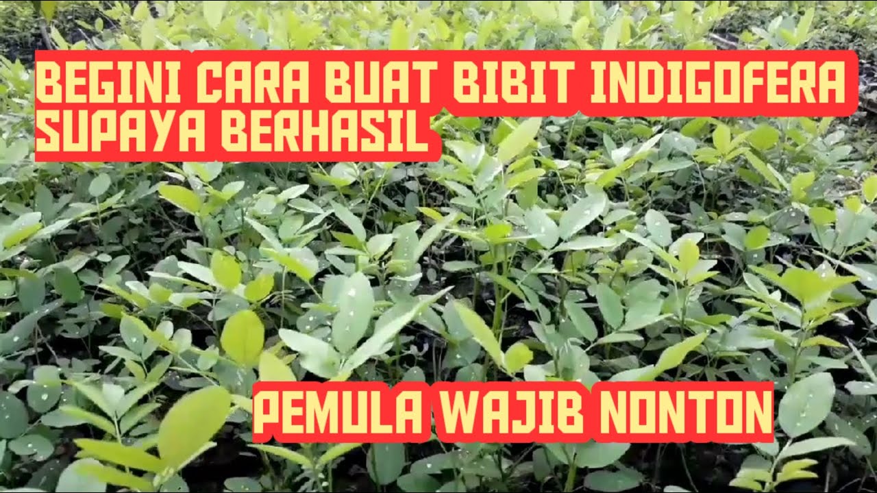 Cara Membuat Bibit Indigofera Supaya Berhasil dan Cepat Tumbuh - YouTube