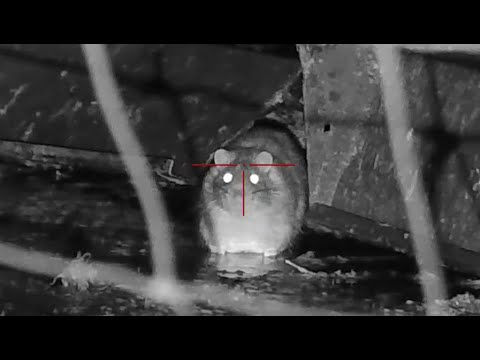 Rat Despatch XXXIII - 50+ Rats in HD - including The Equalizer for when ...