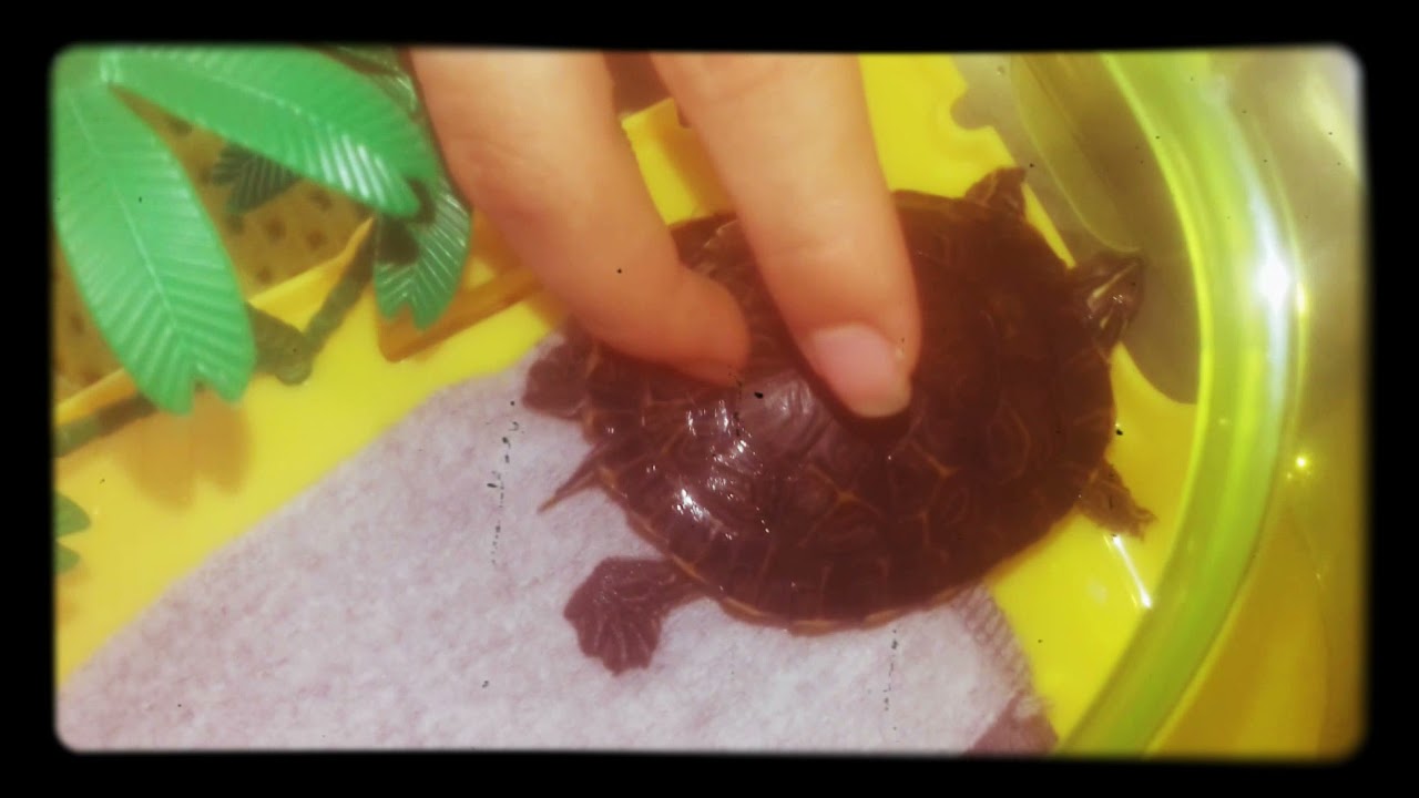 tortuga bailando - YouTube