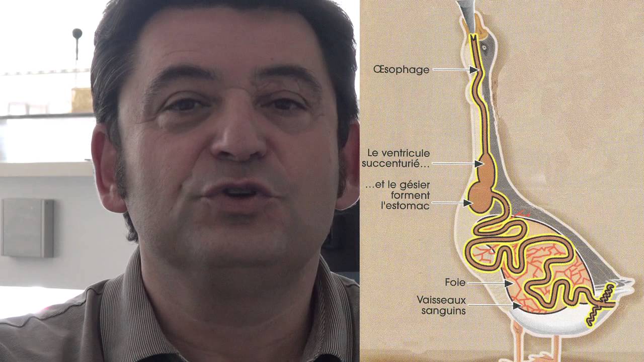 Foie gras: tout savoir sur le gavage ! - YouTube