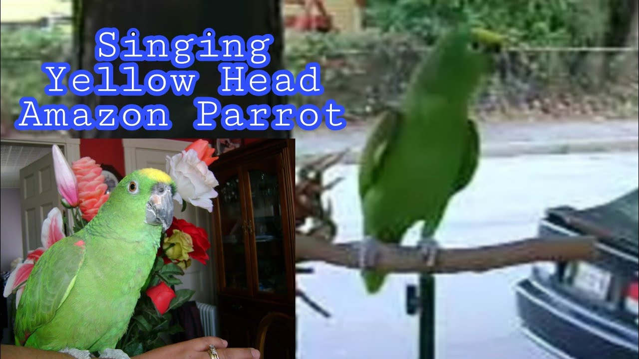 SINGING YELLOW HEAD AMAZON PARROT, QUEEN OF THE NIGHT (MAGIC FLUTE ...