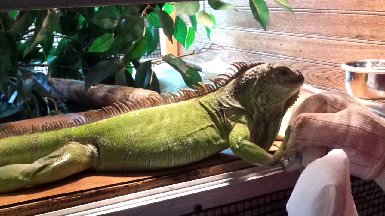 Iguana showing cage aggression #1 - YouTube