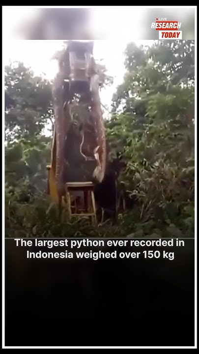 The largest python ever recorded in Indonesia weighed over 150 kg - YouTube