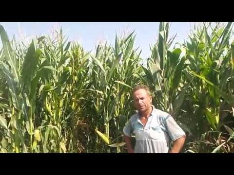 Silajlık Mısır Verim Artışı Tire Kızılcahavlu Köyü Halil İbrahim Yılmaz Rekor Gelişim