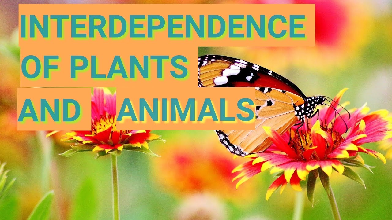 FOREST-OUR LIFE LINE /CLASS 7 INTERDEPENDENCE OF PLANTS AND ANIMALS ...