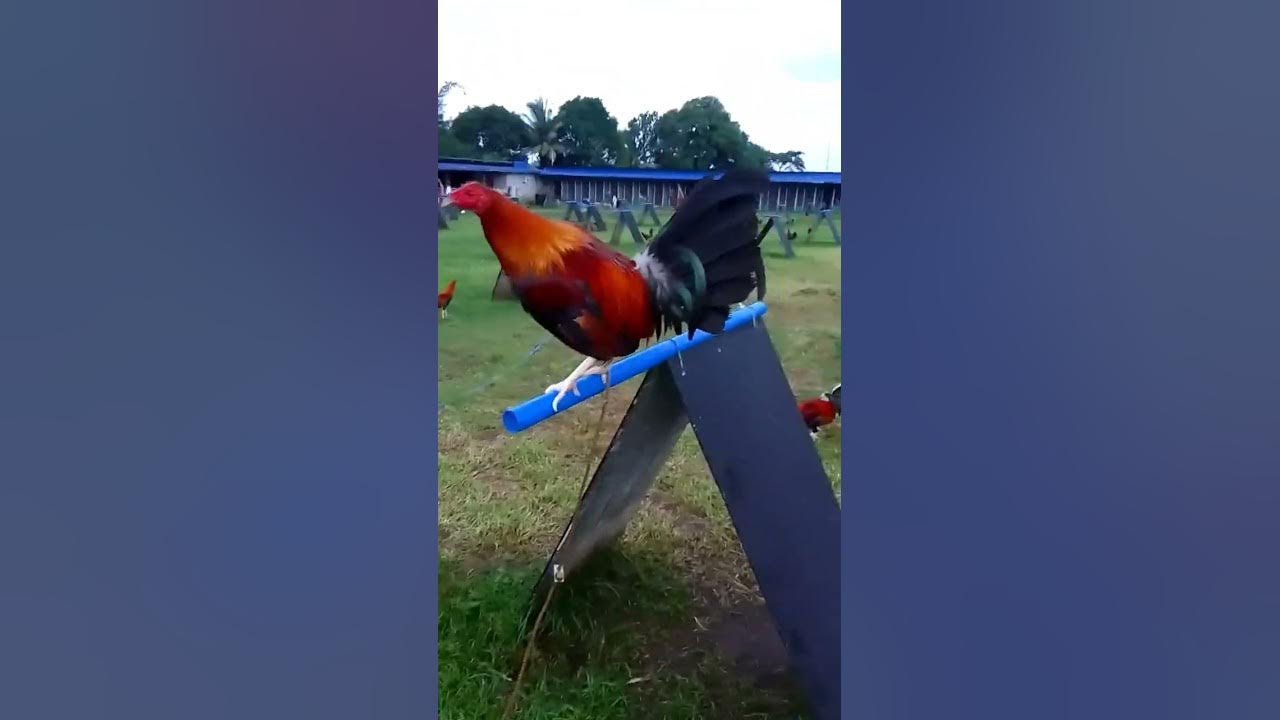 Ciaodubai Game Farm WPC National Banded - YouTube