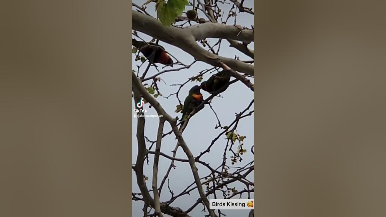 Birds Kissing YouTube birds-kissing-youtube
