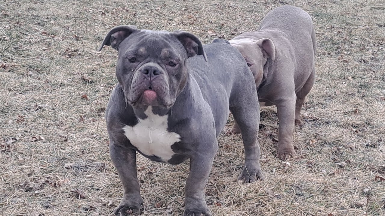 How I feed my monsters? - YouTube