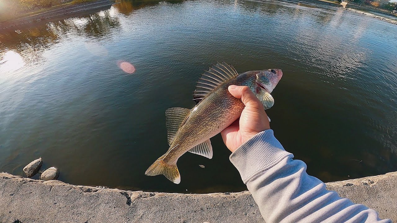 Walking Around Town Looking for Fish (Struggle Bus) - YouTube