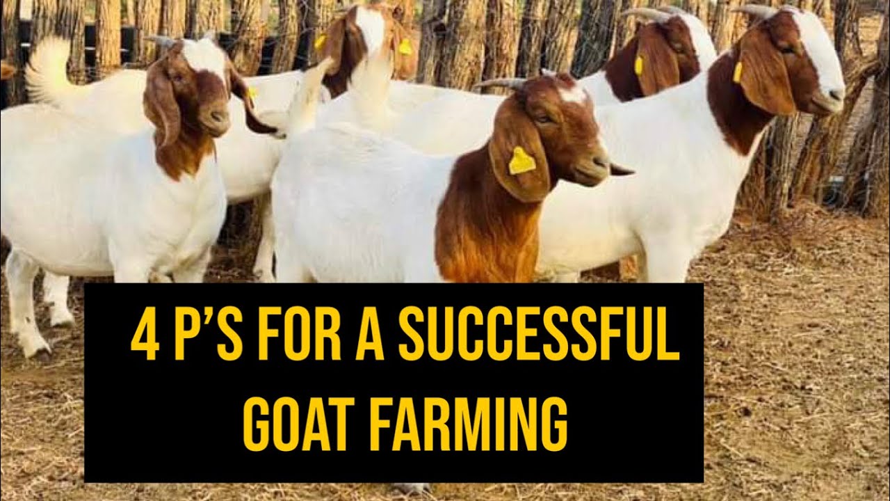 4 P’S for a successful goat farming - YouTube