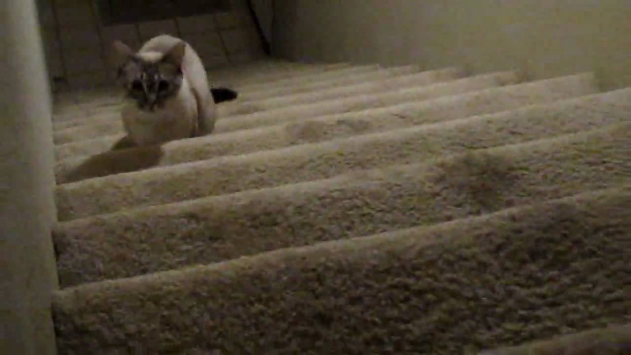 NINJA CAT ATTACK! (12-01-09) - YouTube