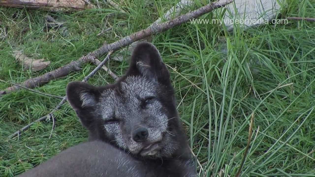Salmonier Nature Park, Newfoundland - Canada HD Travel Channel - YouTube