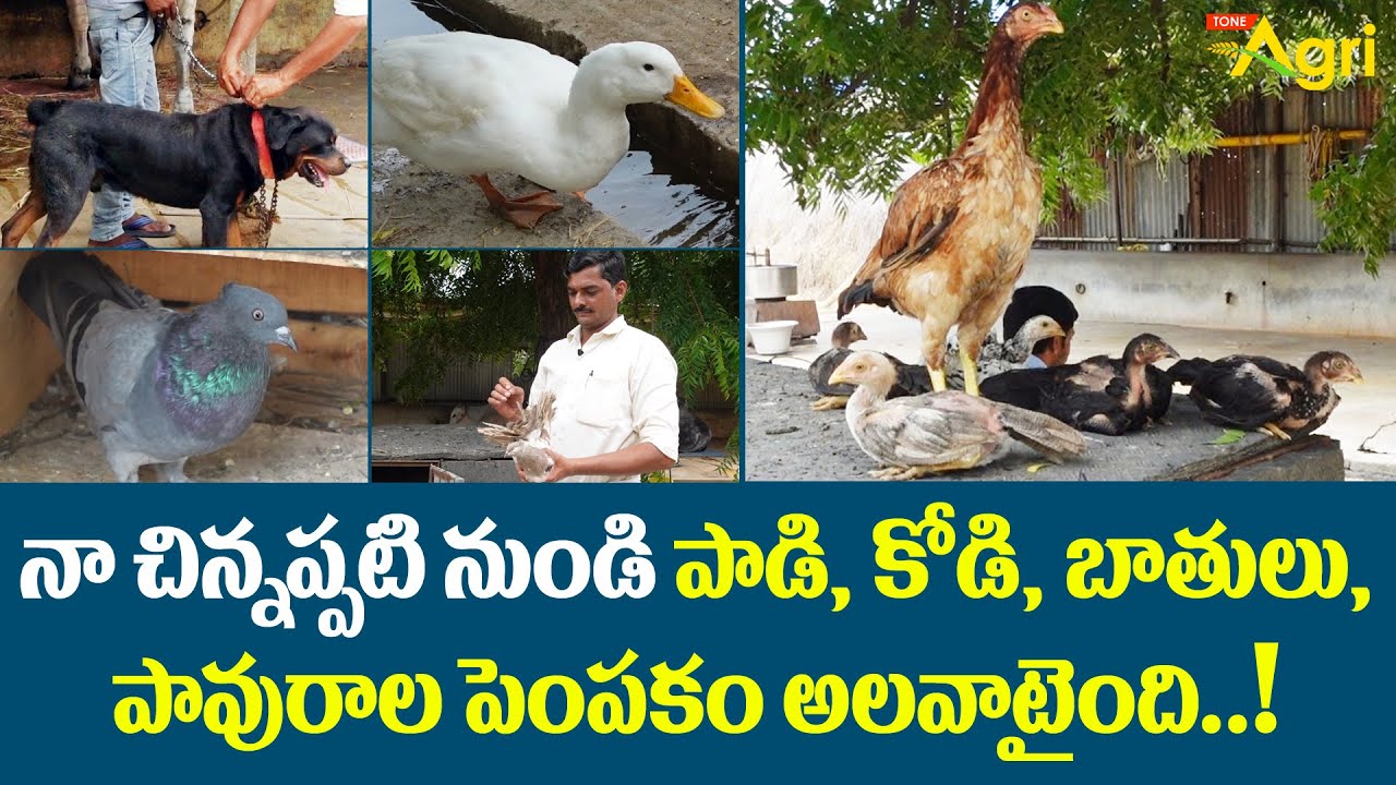 Integrated Dairy Farm | Bulls, Cow, Buffalo, Natu Kollu, Ducks, Pigeon ...