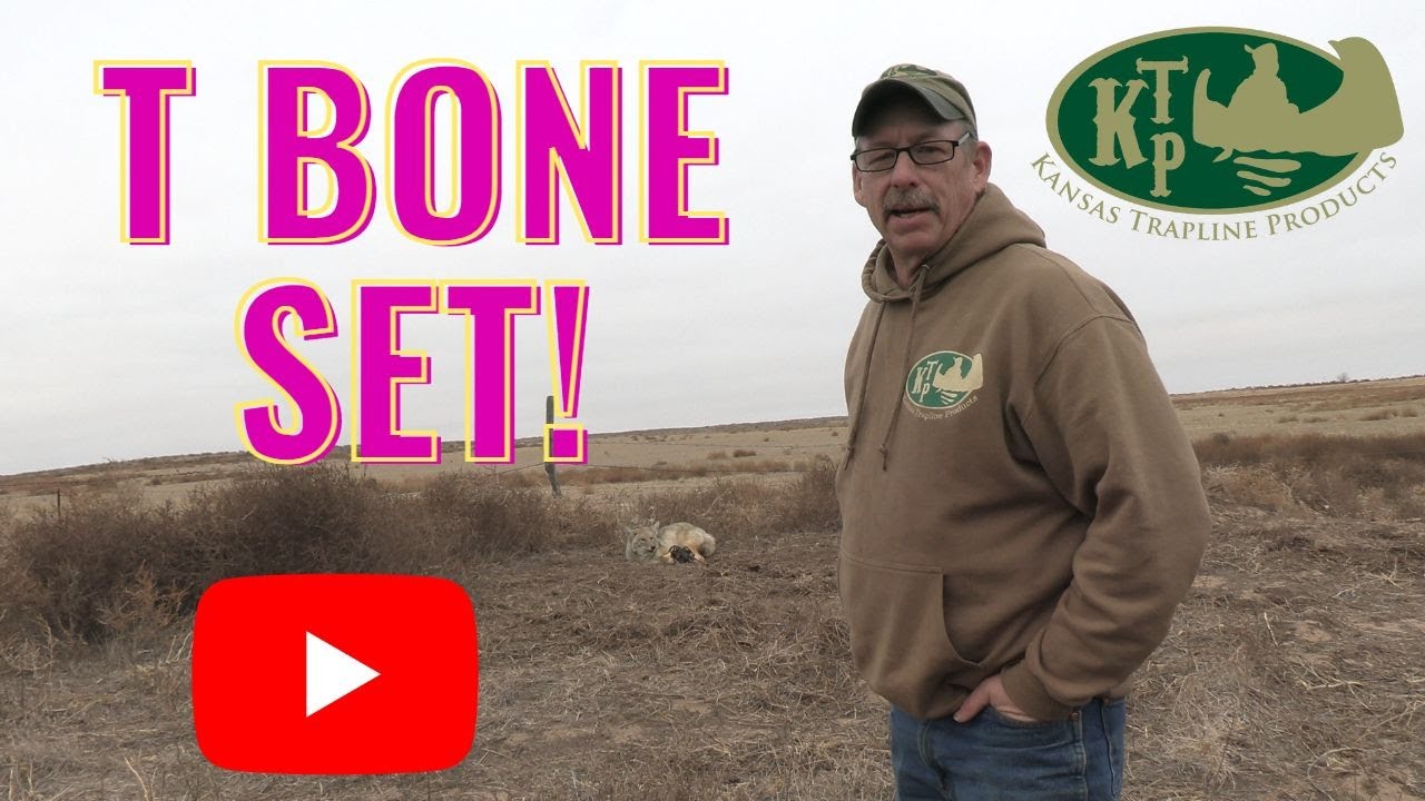 T Bone Set With Duff Set Remake For Coyote Trapping - YouTube